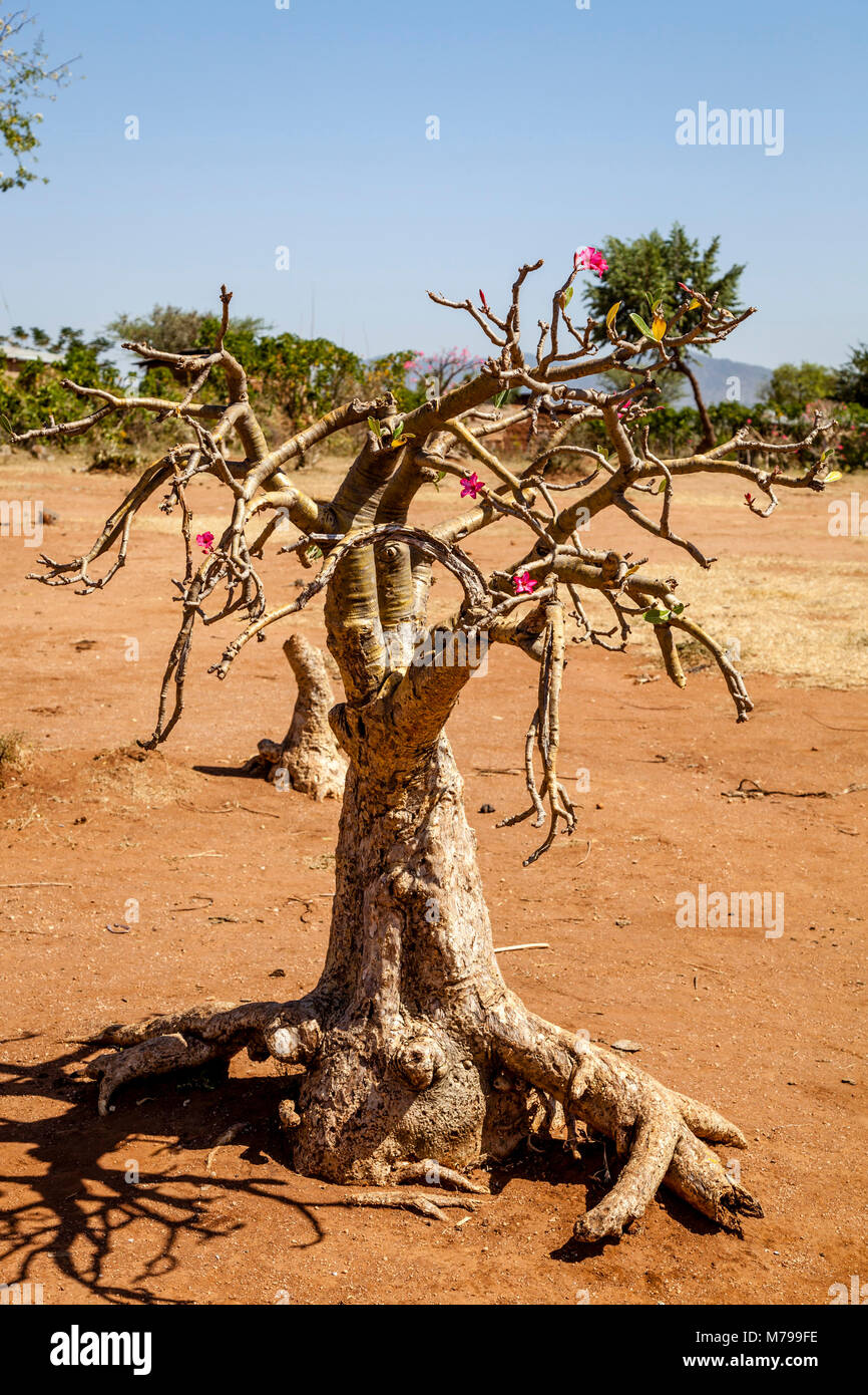 A Desert Rose Tree, Dimeka, Omo Valley, Ethiopia Stock Photo - Alamy