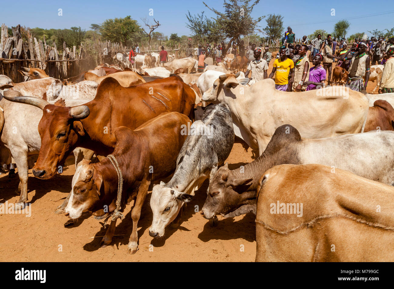 Young Hamar Men Buying and Selling Livestock At The Weekly Tribal ...