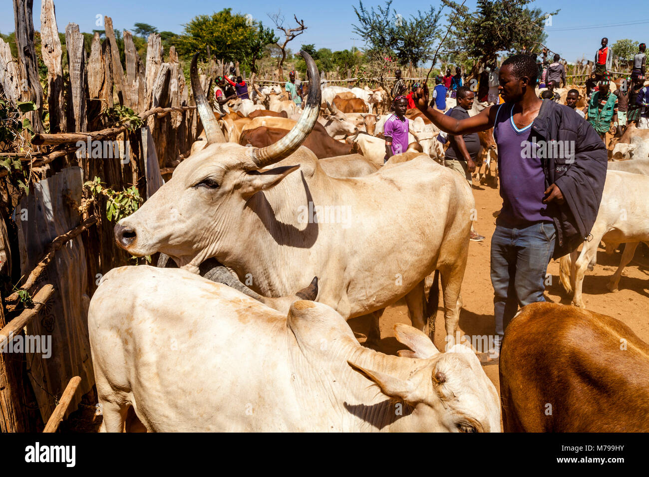 Young Hamar Men Buying and Selling Livestock At The Weekly Tribal ...