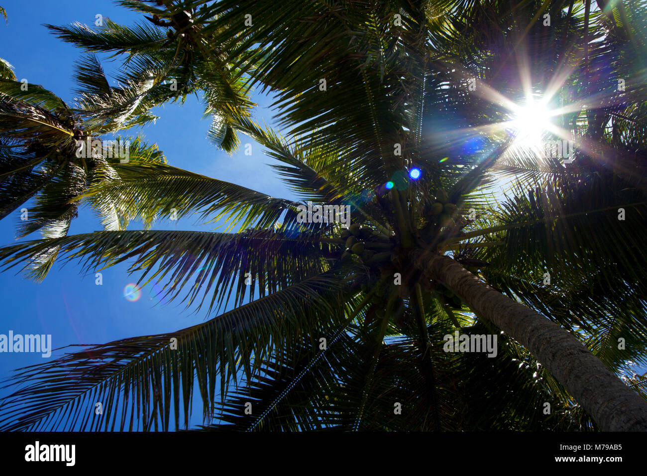 Coconut tree sun hi-res stock photography and images - Alamy
