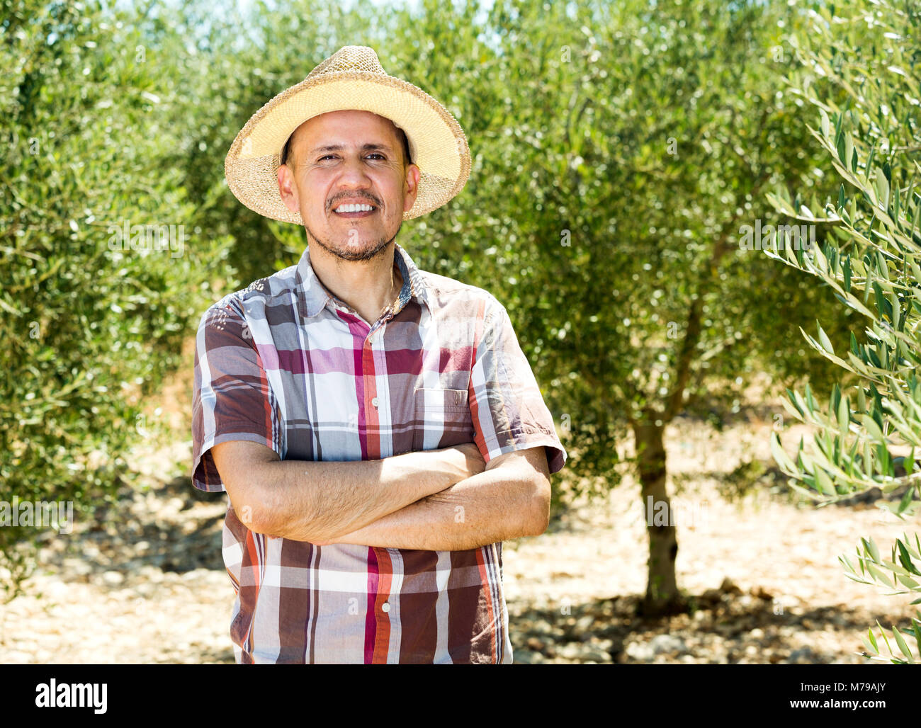 Happy mature man gardener standing among olive trees on sunny day Stock ...
