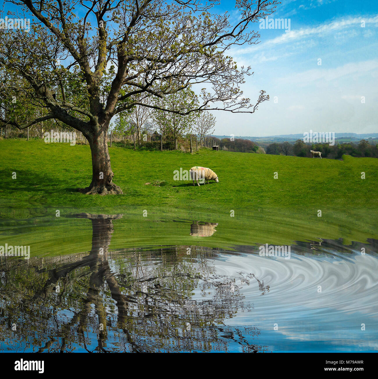 Sheep eating tree hi-res stock photography and images - Alamy