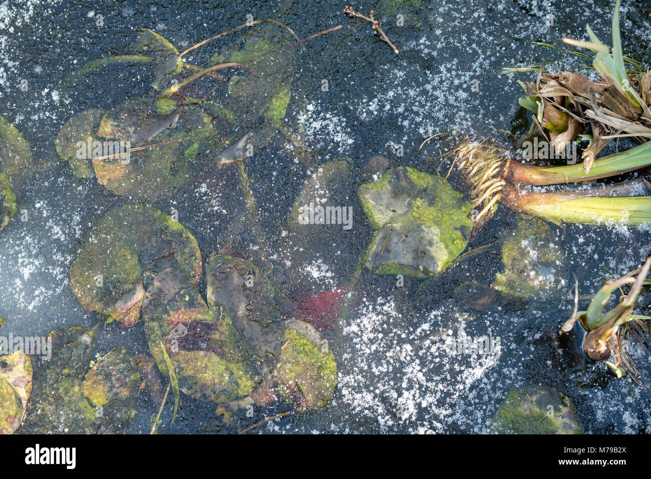 Frozen garden pond in the winter. Frozen water and lily pads abstract ...