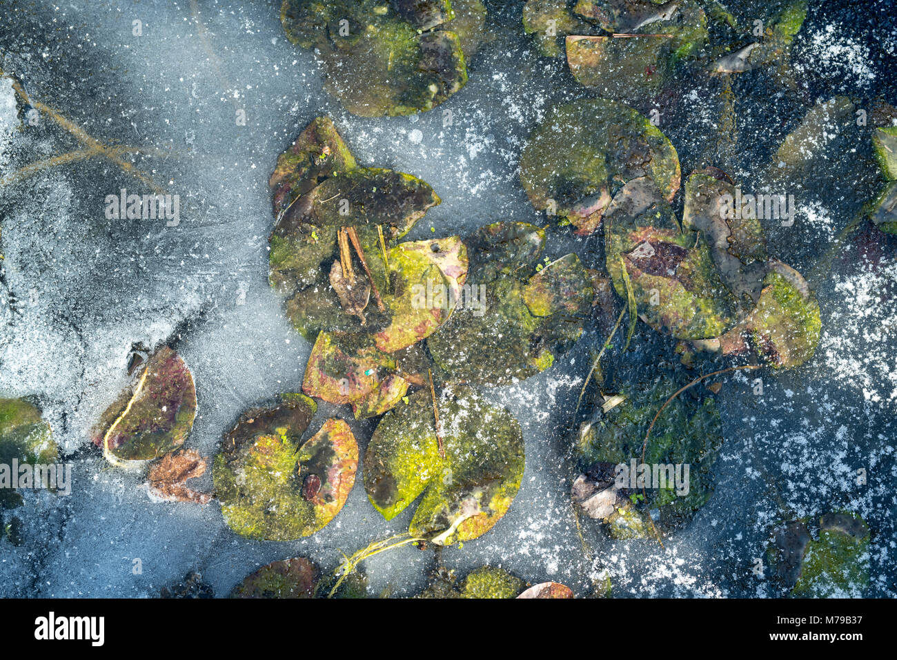 Garden pond winter hi-res stock photography and images - Alamy