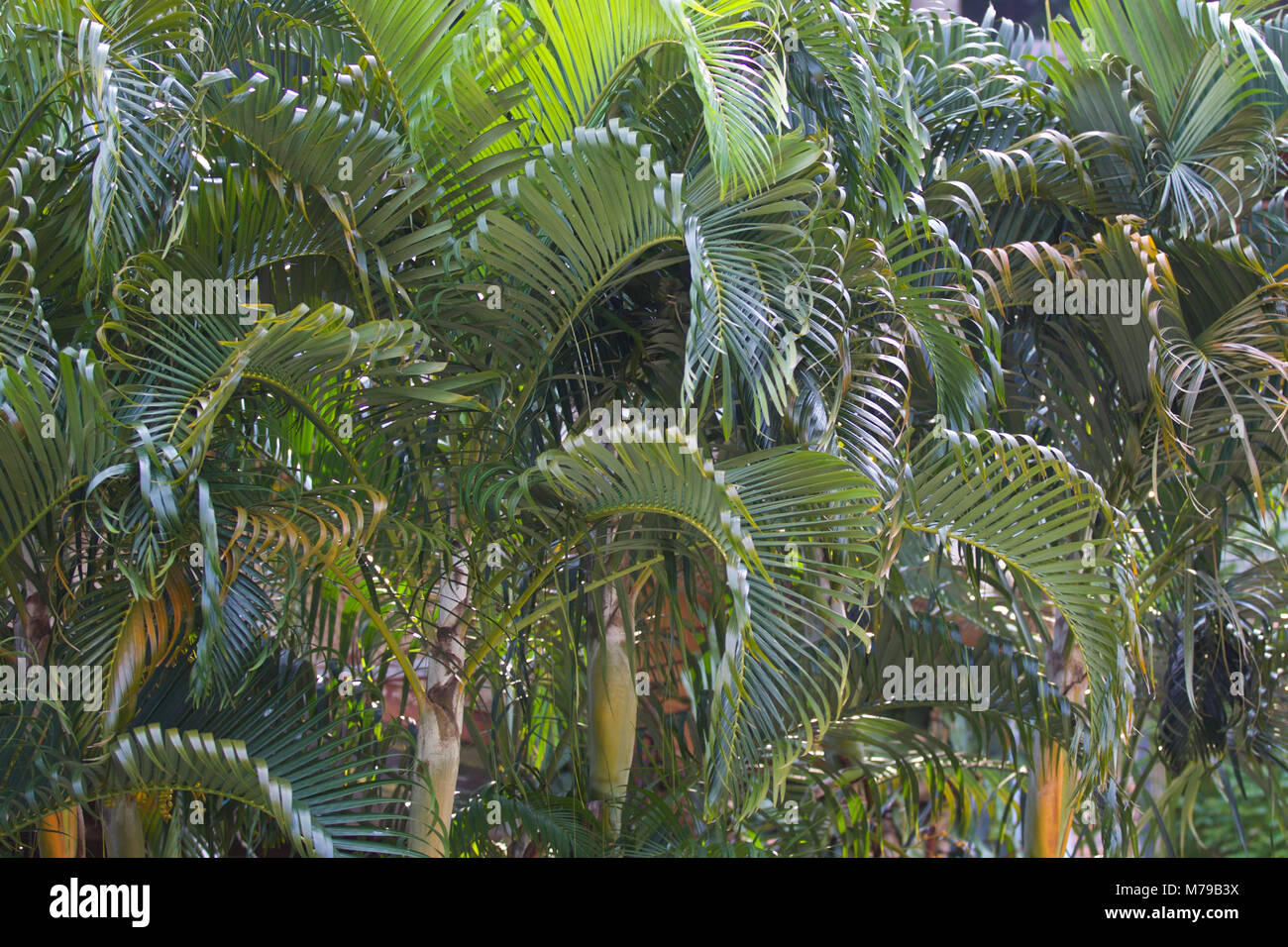 Tropical trees of the Railay Peninsula, Krabi, Thailand Stock Photo - Alamy