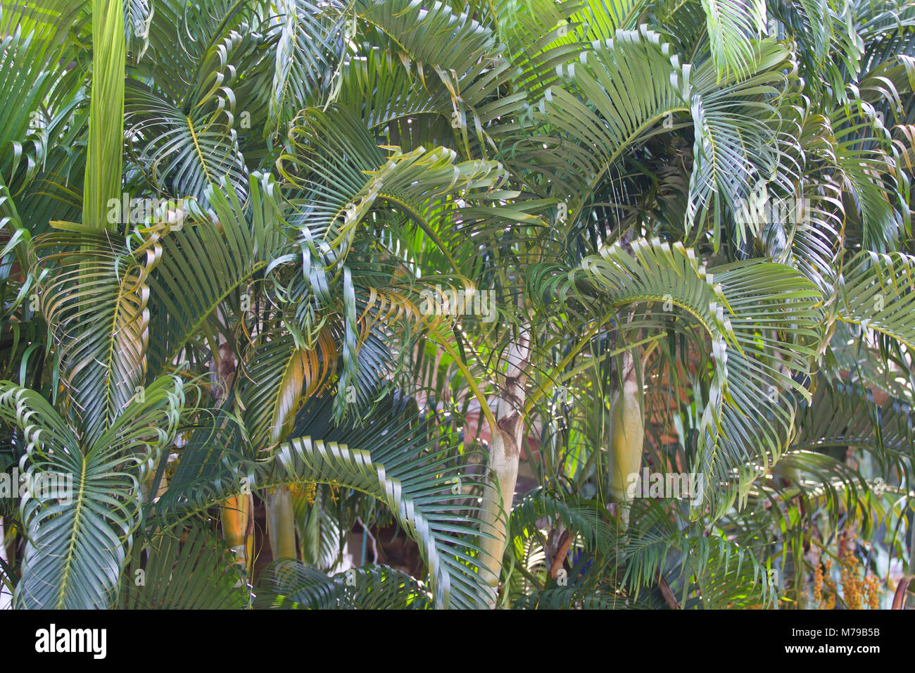 Tropical trees of the Railay Peninsula, Krabi, Thailand Stock Photo - Alamy