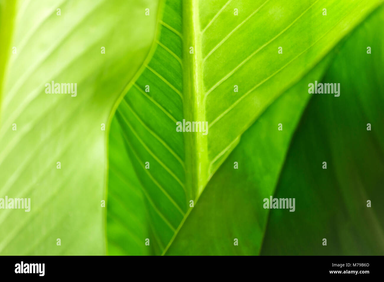 Blurred of leave close-up with light from the sun Stock Photo - Alamy
