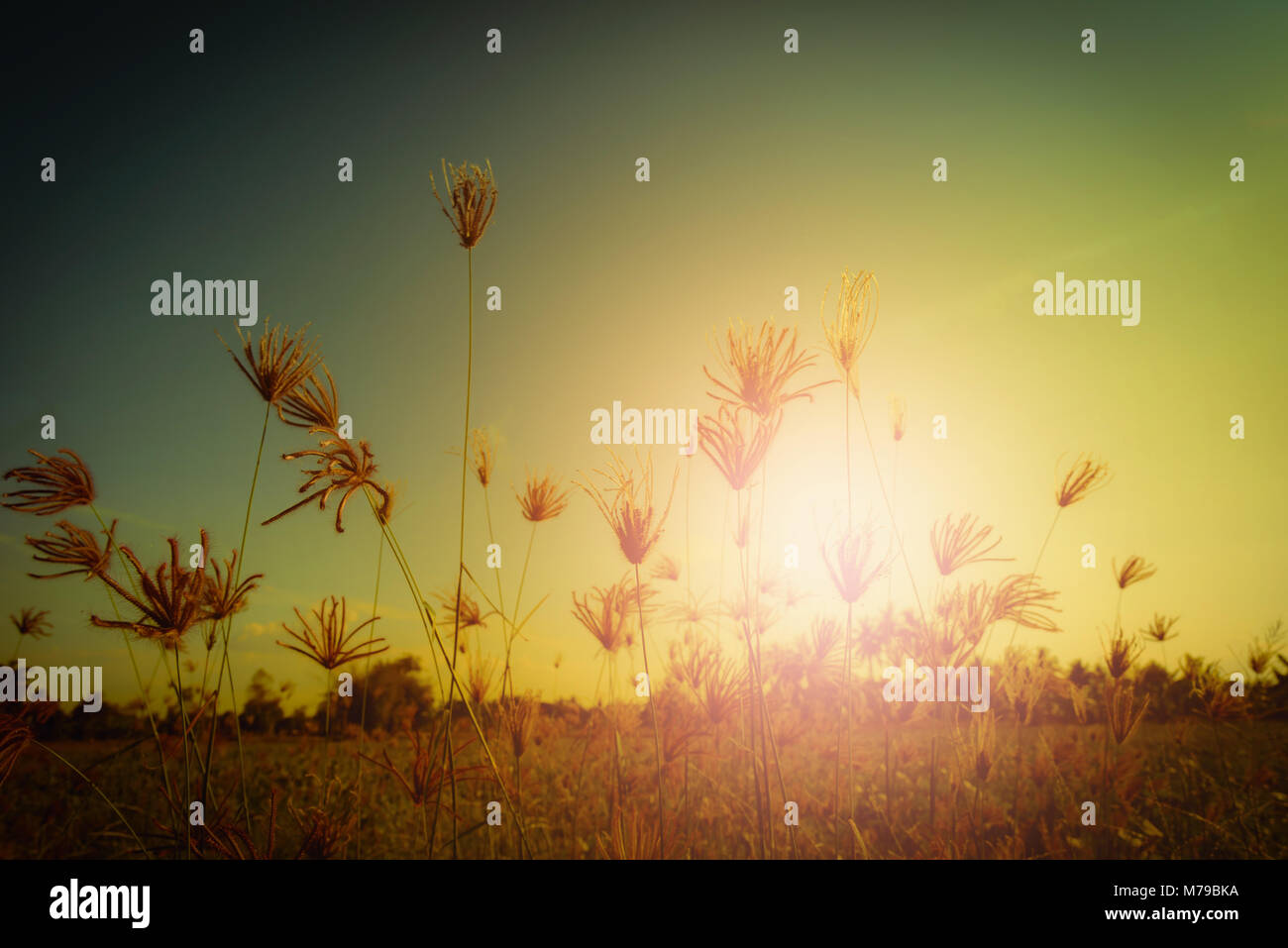Abstract meadow background with grass in the meadow and sunset, Vintage ...