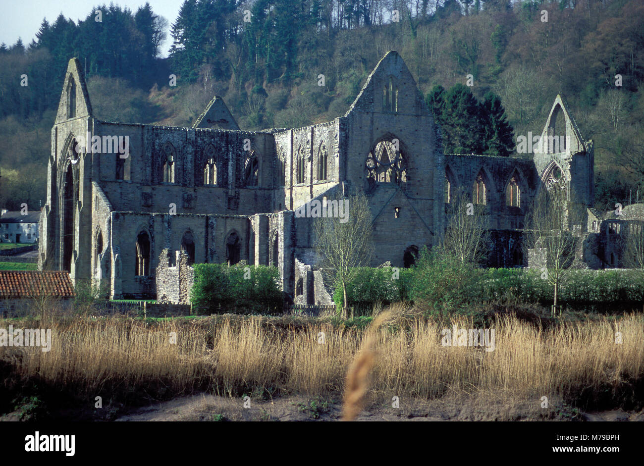 Tintern Abbey by the River Wye, Monmouthshire, Wales Stock Photo - Alamy