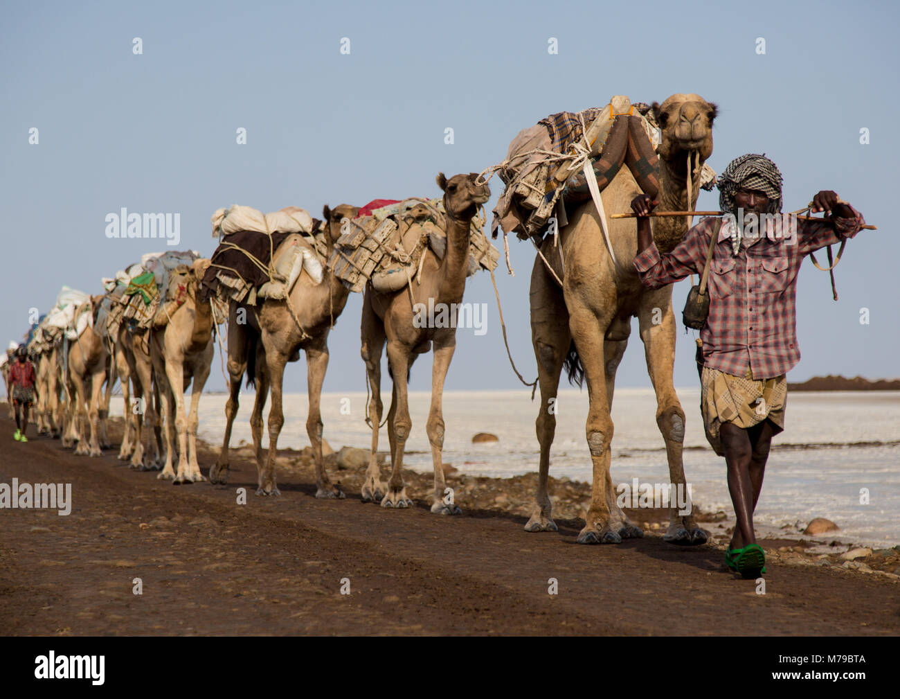 Afar tribe man and his camels caravan carrying salt blocks in the ...