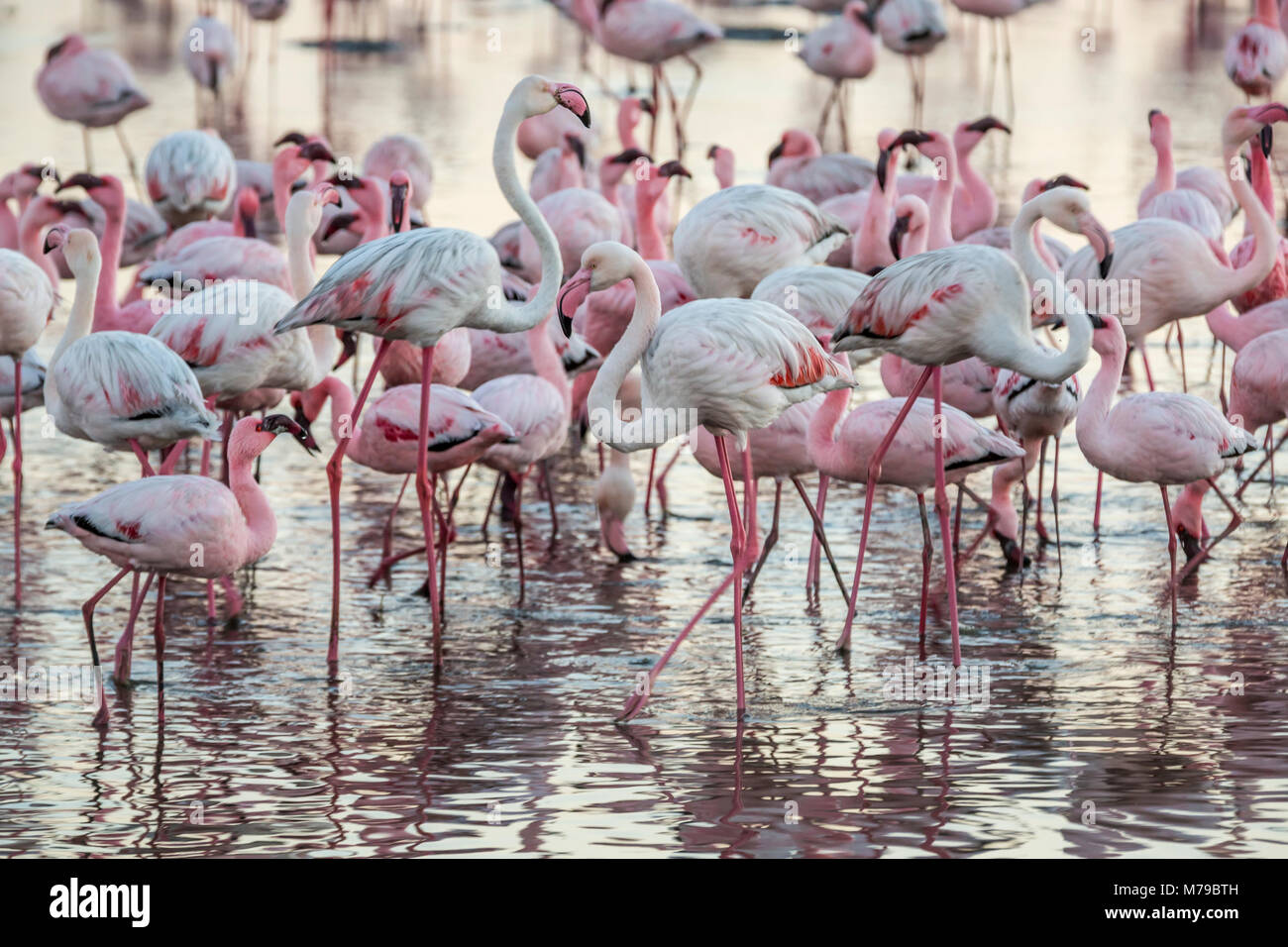 Walvis Bay Africa High Resolution Stock Photography and Images - Alamy