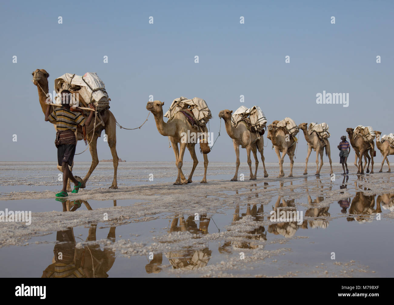 Afar tribe man and his camels caravan carrying salt blocks in the ...
