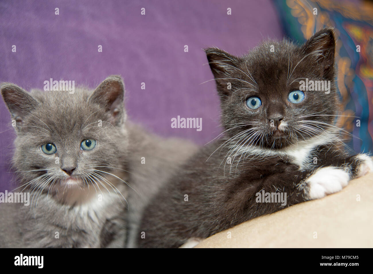 Pictures Of Grey Kittens : Small Grey Kitten Stock Footage Video 100 ...