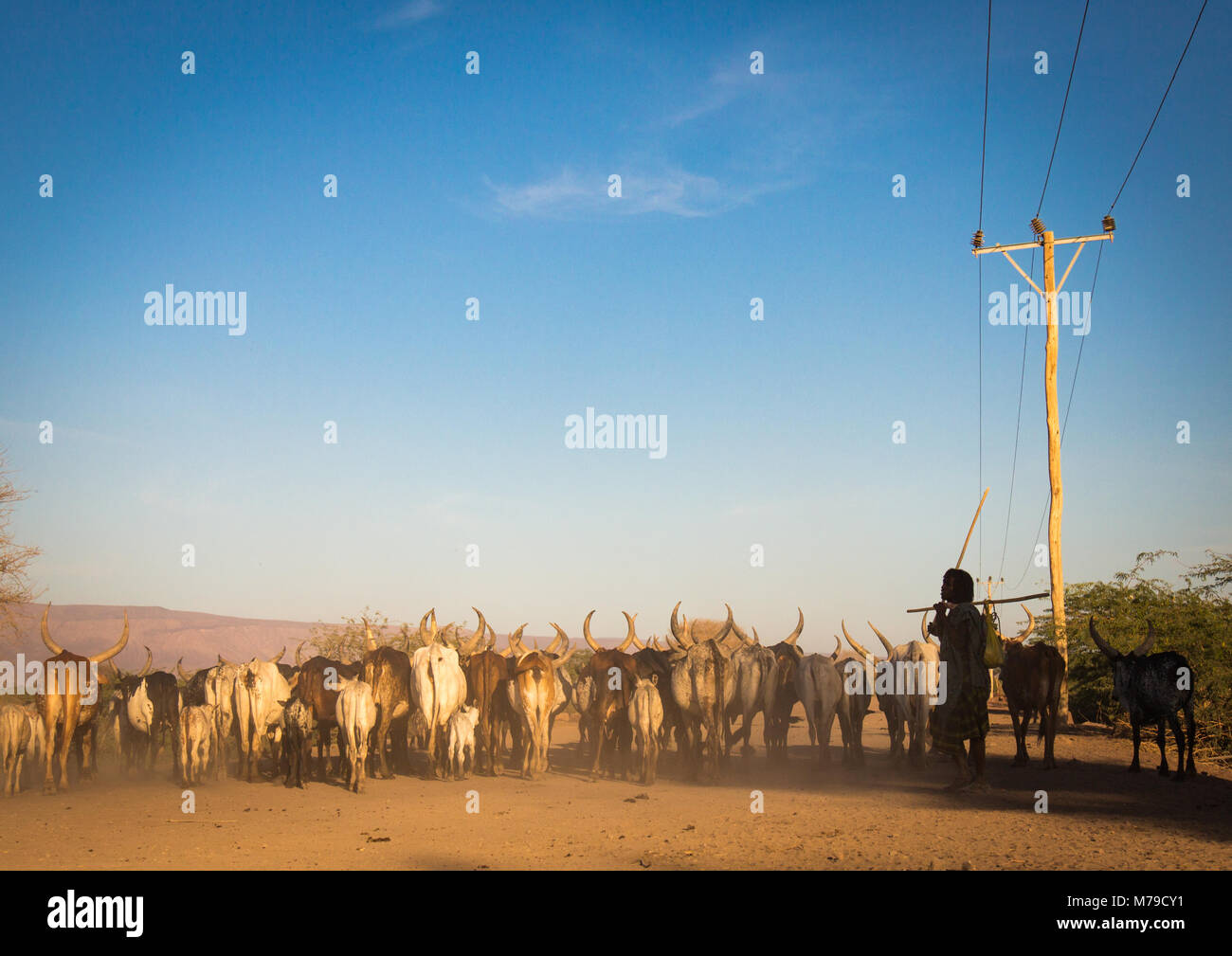 Herd of cows with long horns at sunset, Afar region, Afambo, Ethiopia ...