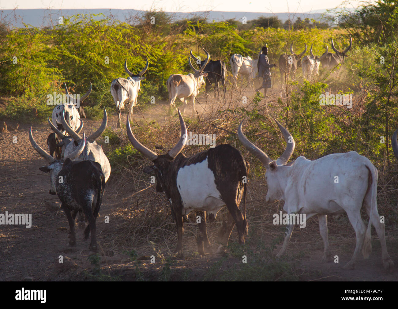 Ethiopian Beef High Resolution Stock Photography and Images - Alamy