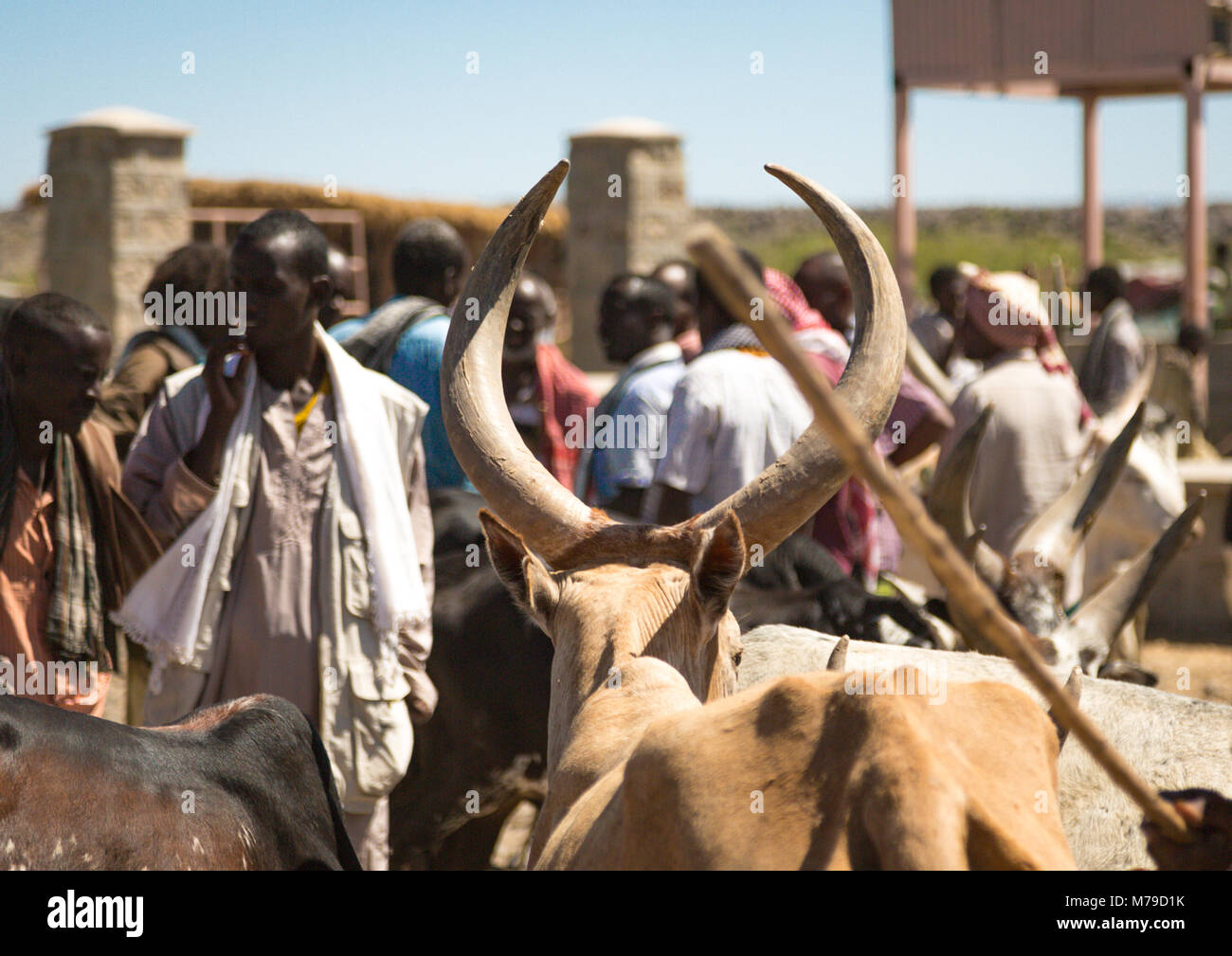 Cow with long horns sold at the market, Afar region, Assayta, Ethiopia ...