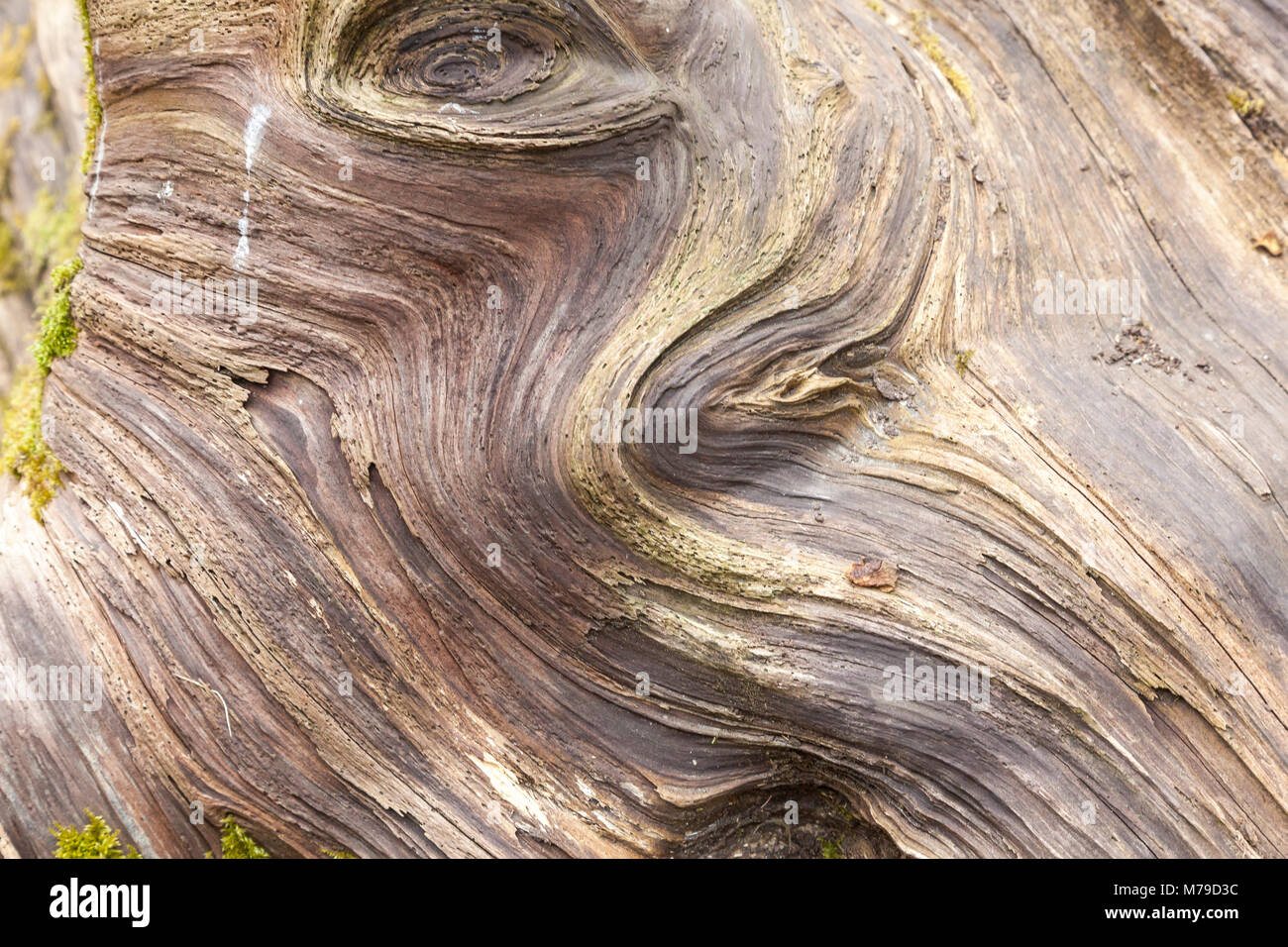 Tree trunk with knots patterns hi-res stock photography and images - Alamy
