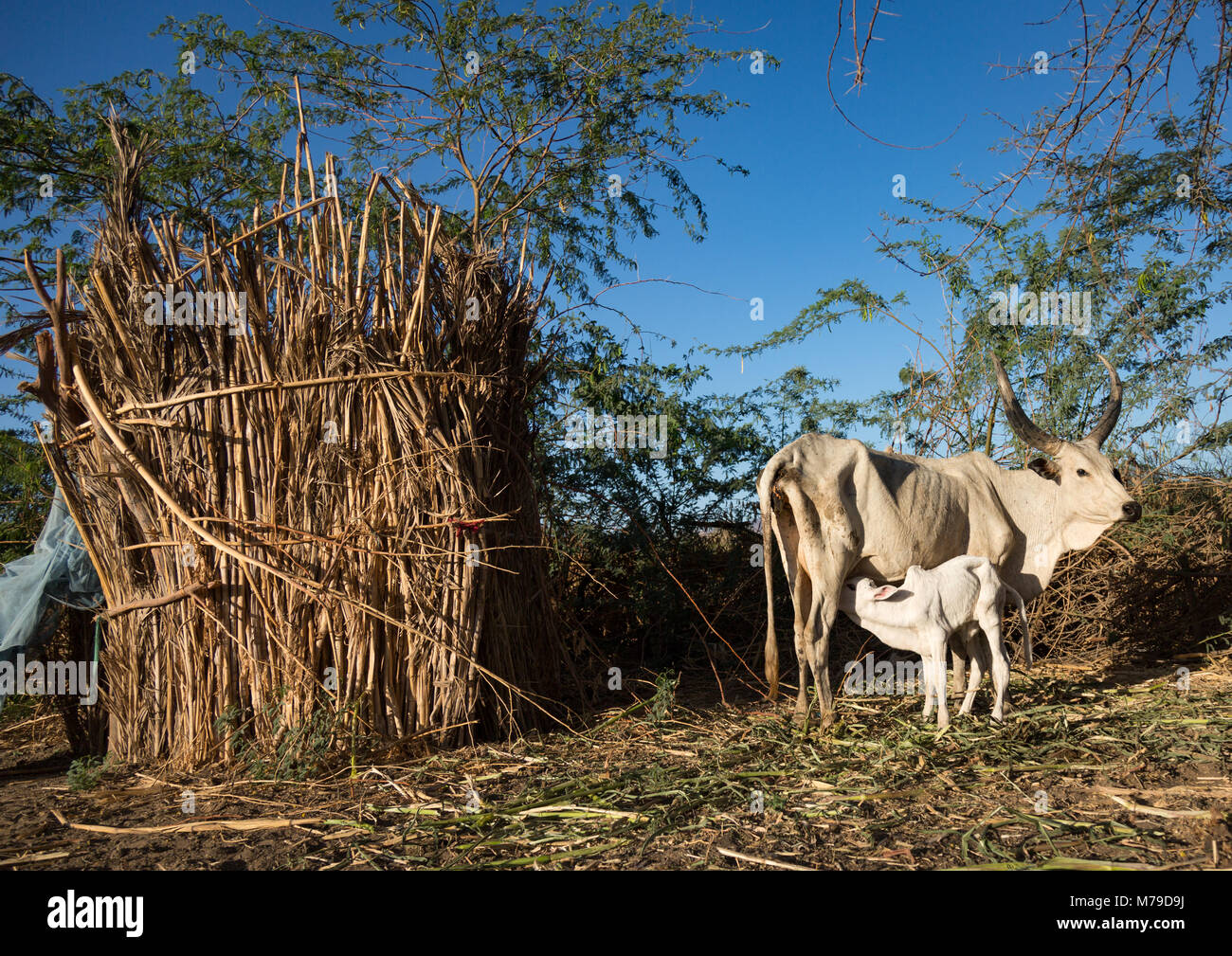 African farm with hut hi-res stock photography and images - Alamy