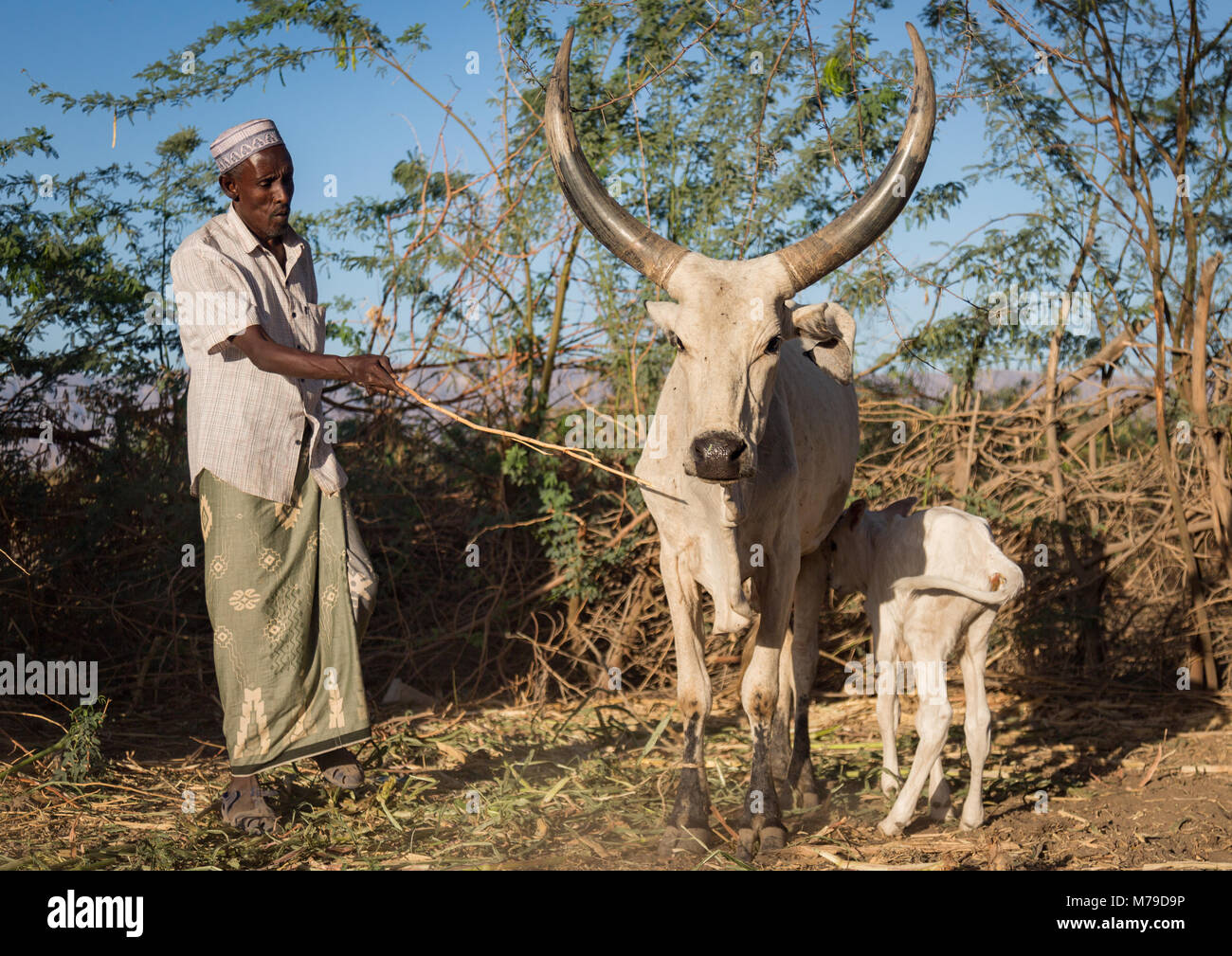 Cows and farmer in an afar tribe farm, Afar region, Afambo, Ethiopia ...