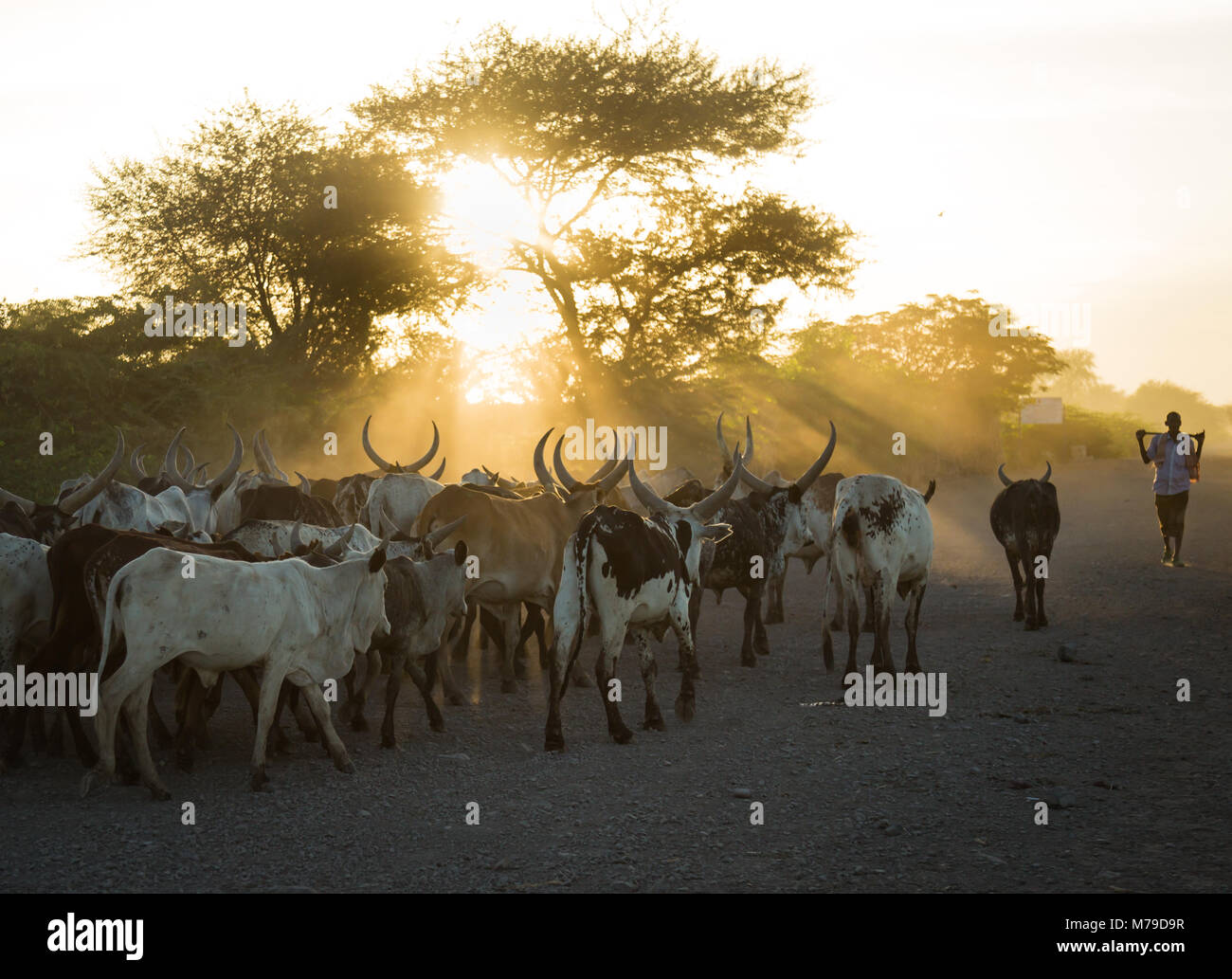 Herd of cows with long horns at sunset, Afar region, Afambo, Ethiopia ...
