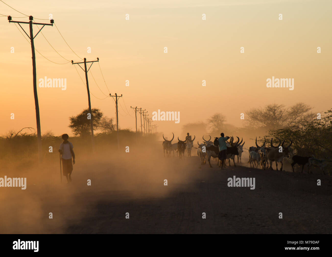 Herd of cows with long horns at sunset, Afar region, Afambo, Ethiopia ...