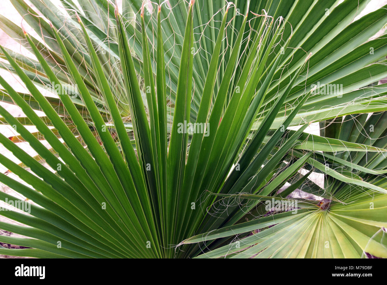 Tropical palm leaves Stock Photo - Alamy