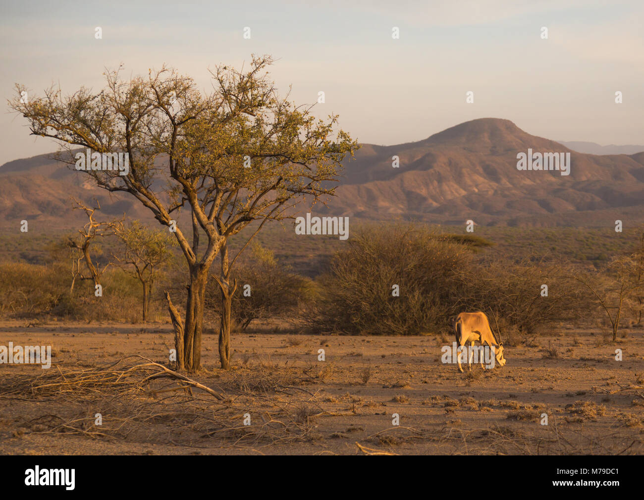 Awash national park by the sunset, Afar region, Awash, Ethiopia Stock ...