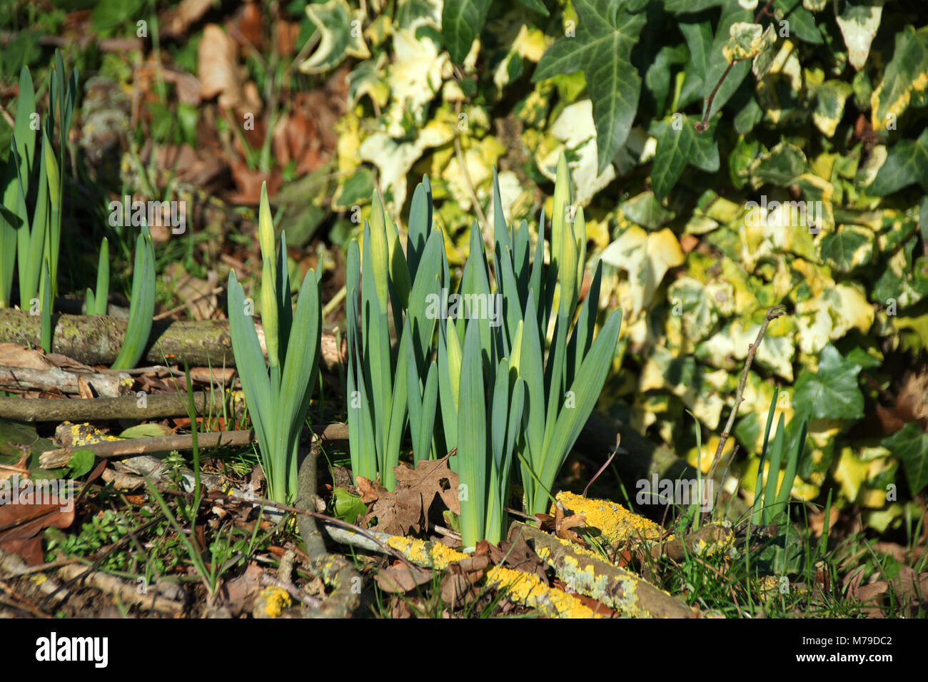 Signs of spring as daffodils about to bloom Stock Photo - Alamy