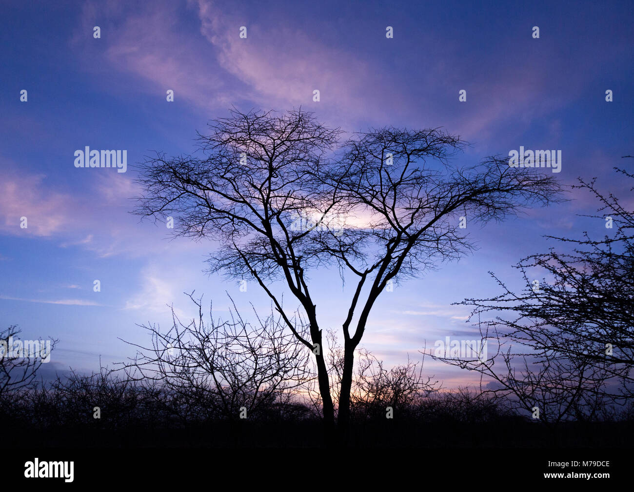 Awash national park by the sunset, Afar region, Awash, Ethiopia Stock ...