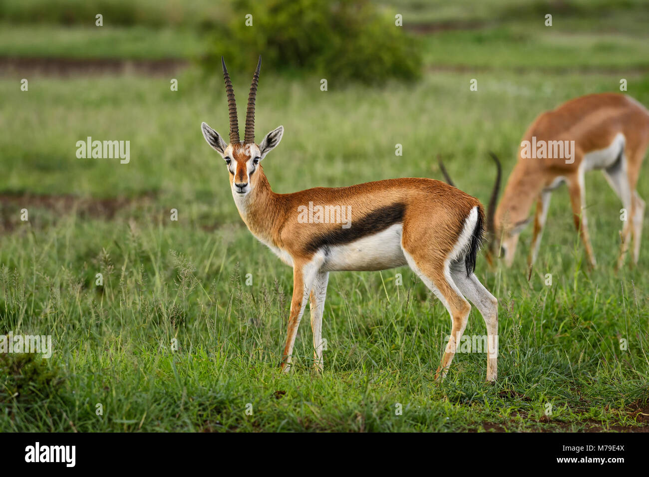 Thomson's Gazelle - Eudorcas thomsonii, small fast antelope from ...