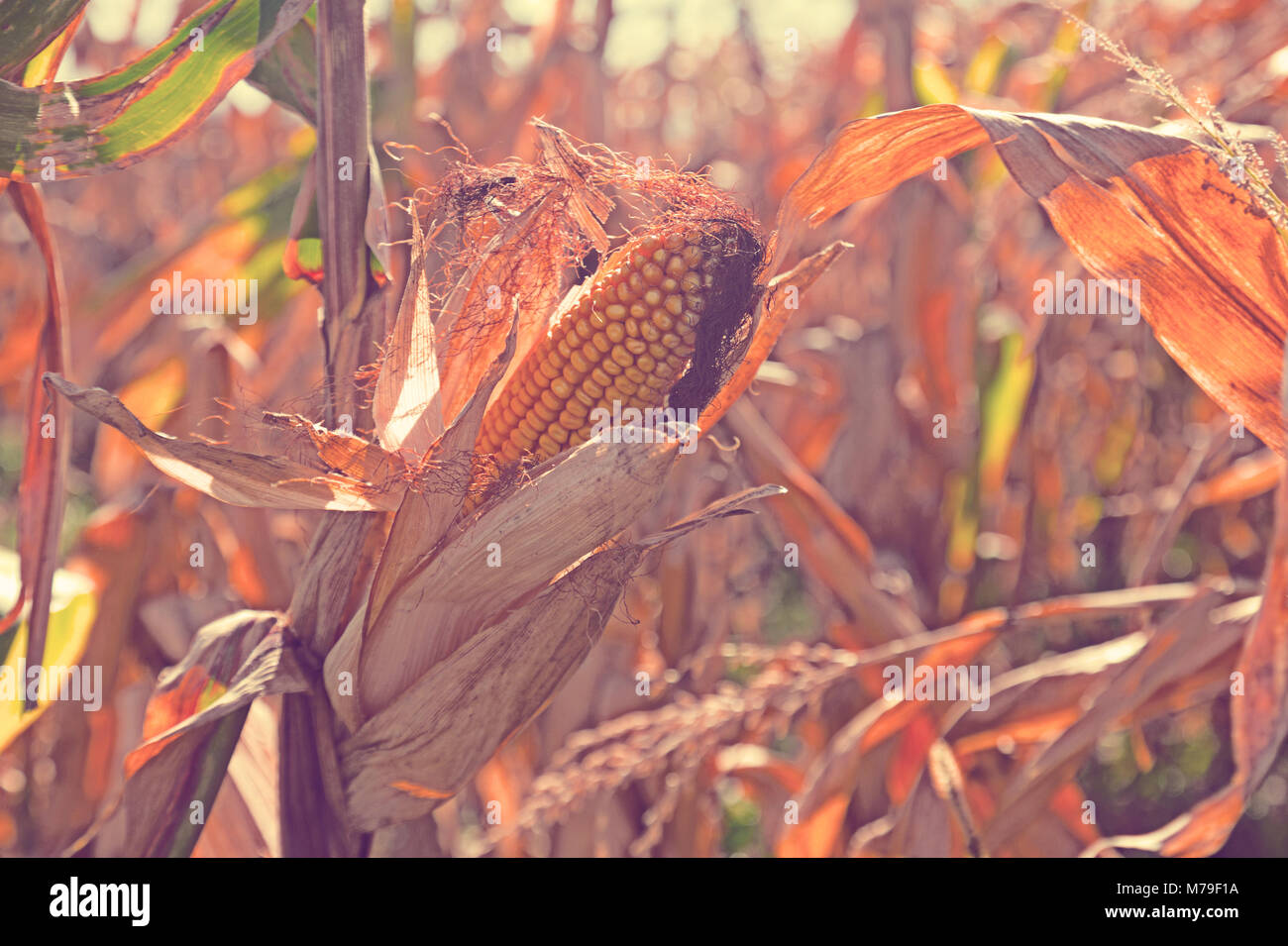 Closeup ripened corn cob on field on sunny autumn day Stock Photo - Alamy