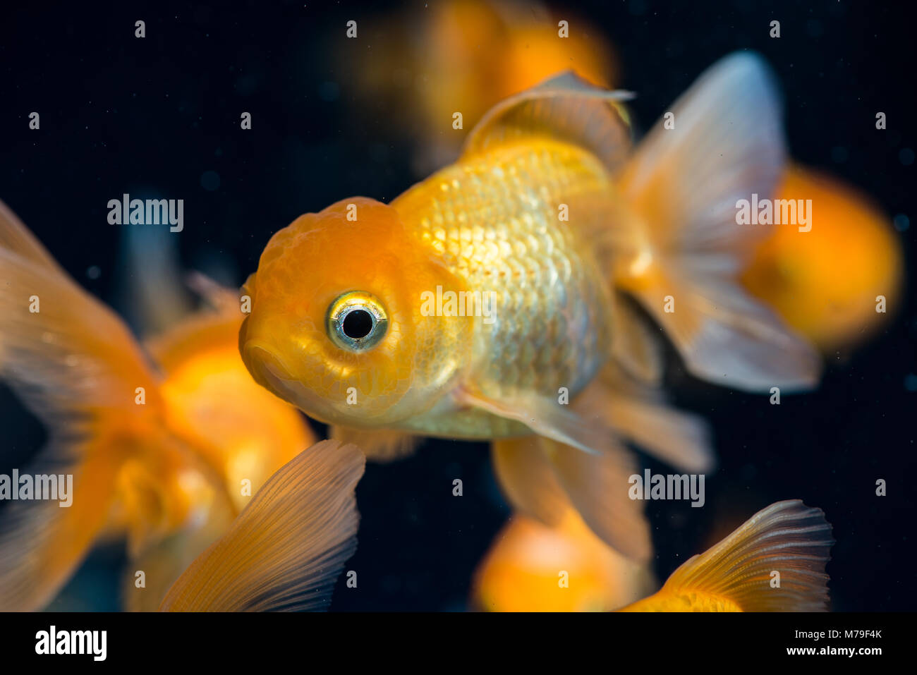 A goldfish swimming in an aquarium hi-res stock photography and images ...