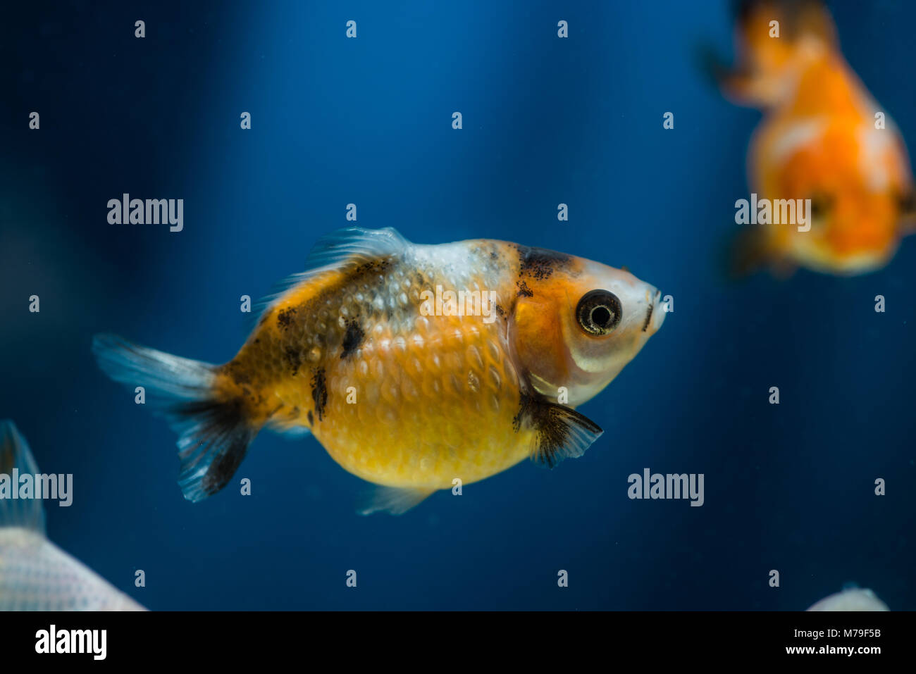 Calico fish hi-res stock photography and images - Alamy