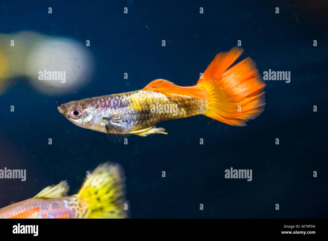 Fish guppy tropical water hi-res stock photography and images - Alamy