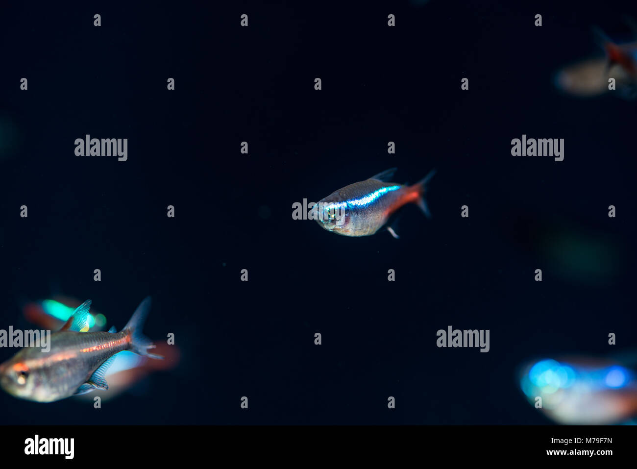 Neon fish hi-res stock photography and images - Alamy