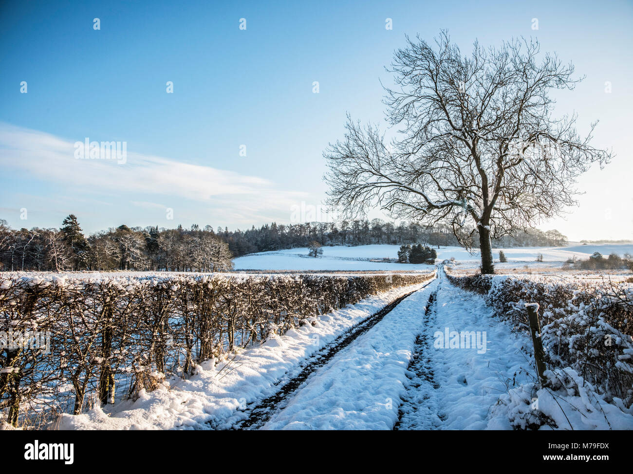 English Countryside Hedgerow High Resolution Stock Photography and ...