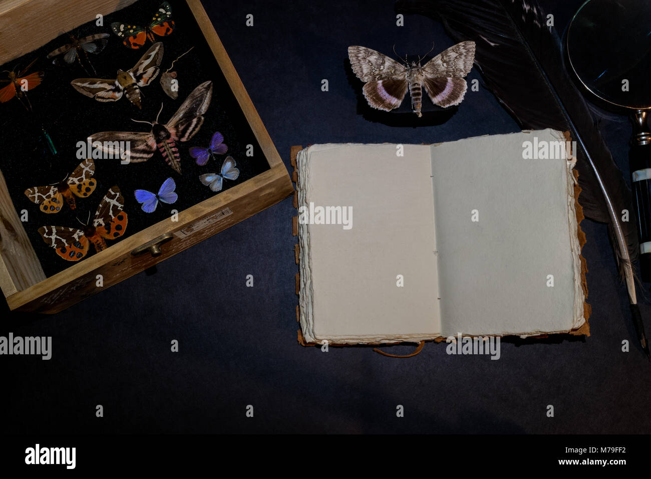Butterflies collector background composition: old wooden collection box ...