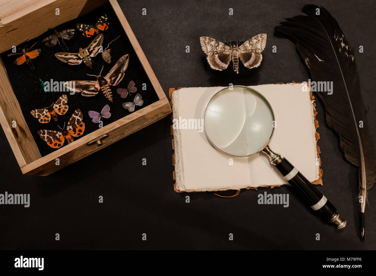 Butterflies collector background composition: old wooden collection box ...
