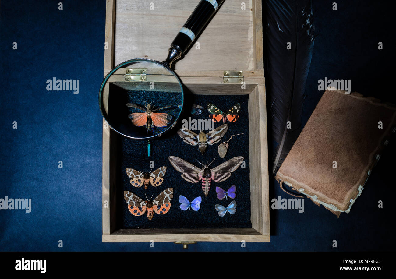 Butterflies collector background composition: old wooden collection box ...
