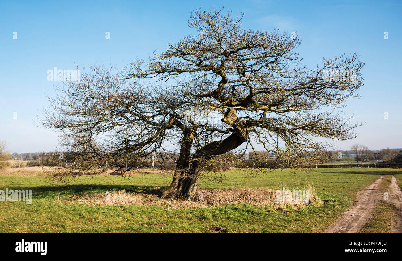 An old shapely leafless tree growing in the countryside on an early ...