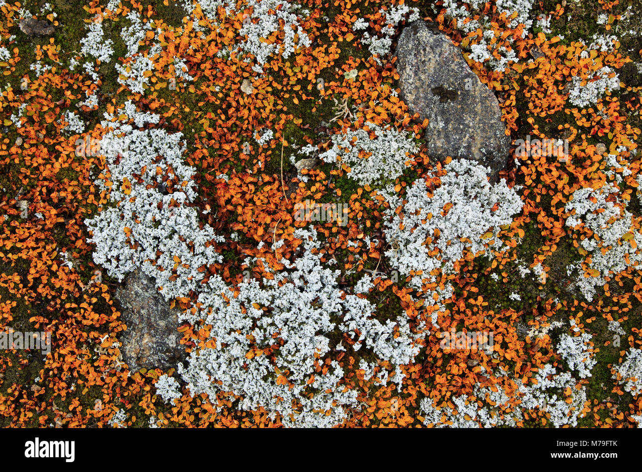 Tundra greenland hi-res stock photography and images - Alamy
