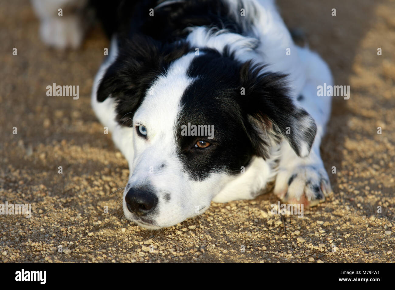 Smart black white dog hi-res stock photography and images - Alamy