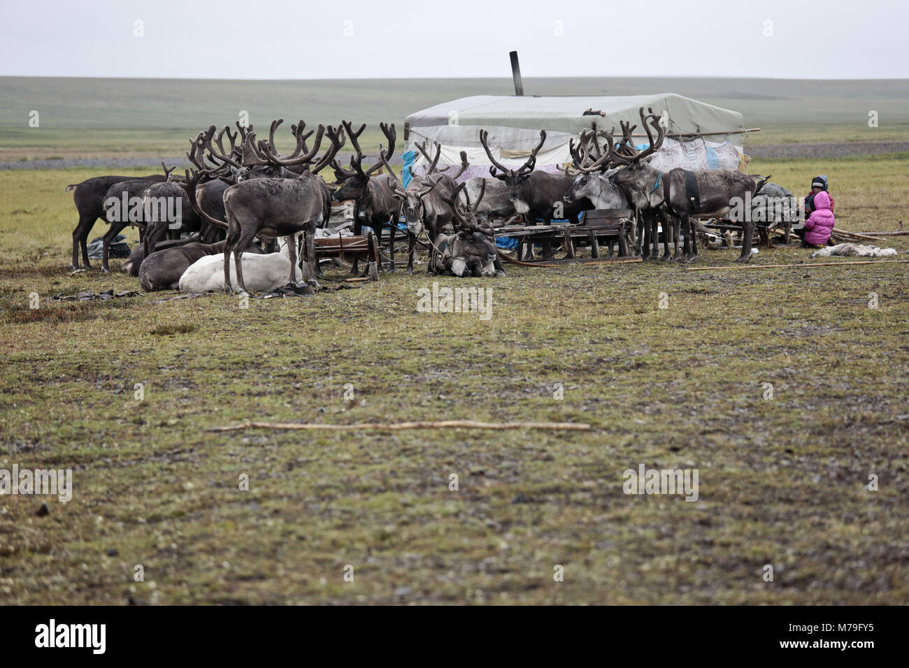 Reindeer slides hi-res stock photography and images - Alamy
