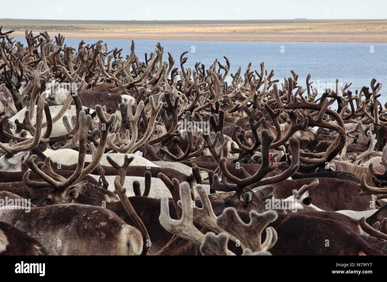 Asia, Russia, Siberia, region of Krasnojarsk, Taimyr peninsula ...