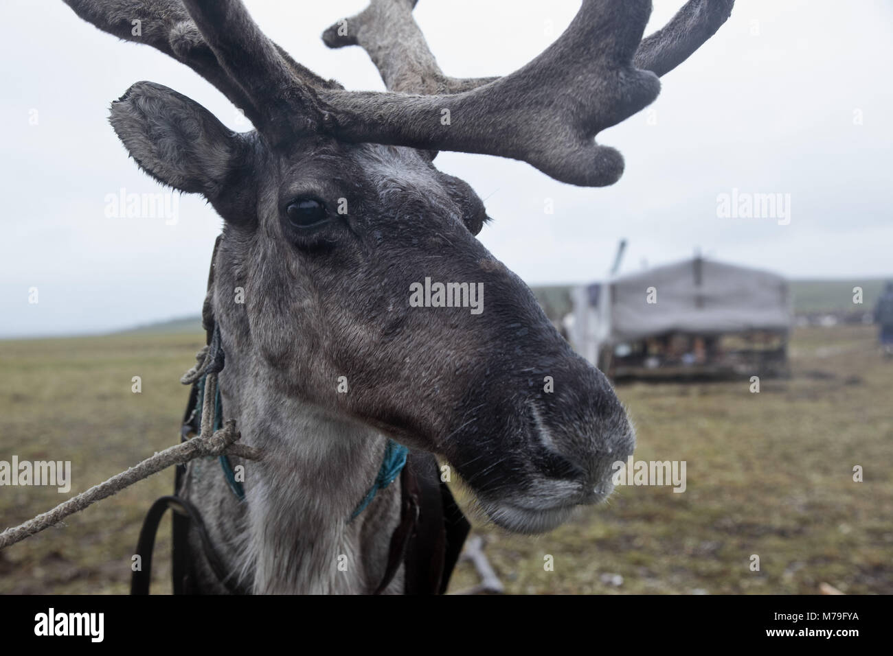 Russia Tundra Animals High Resolution Stock Photography and Images - Alamy