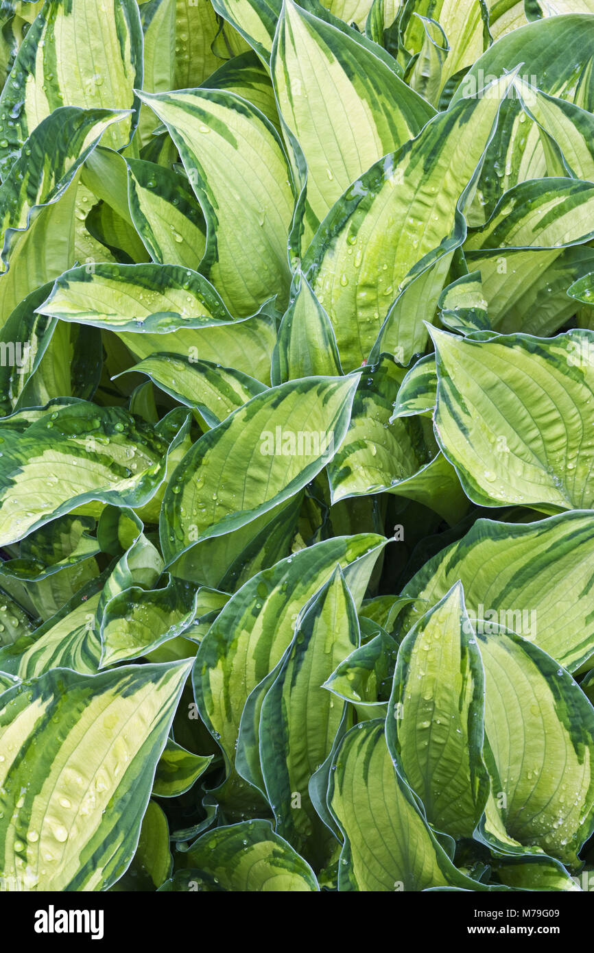 Hosta close up hi-res stock photography and images - Alamy