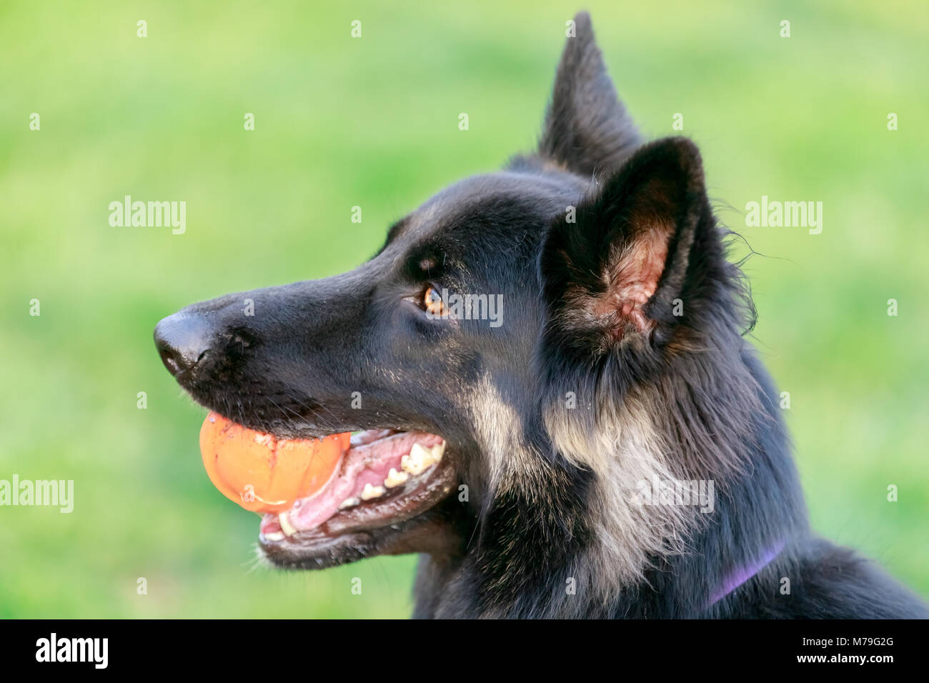 Grey german shepherd dog hi-res stock photography and images - Alamy