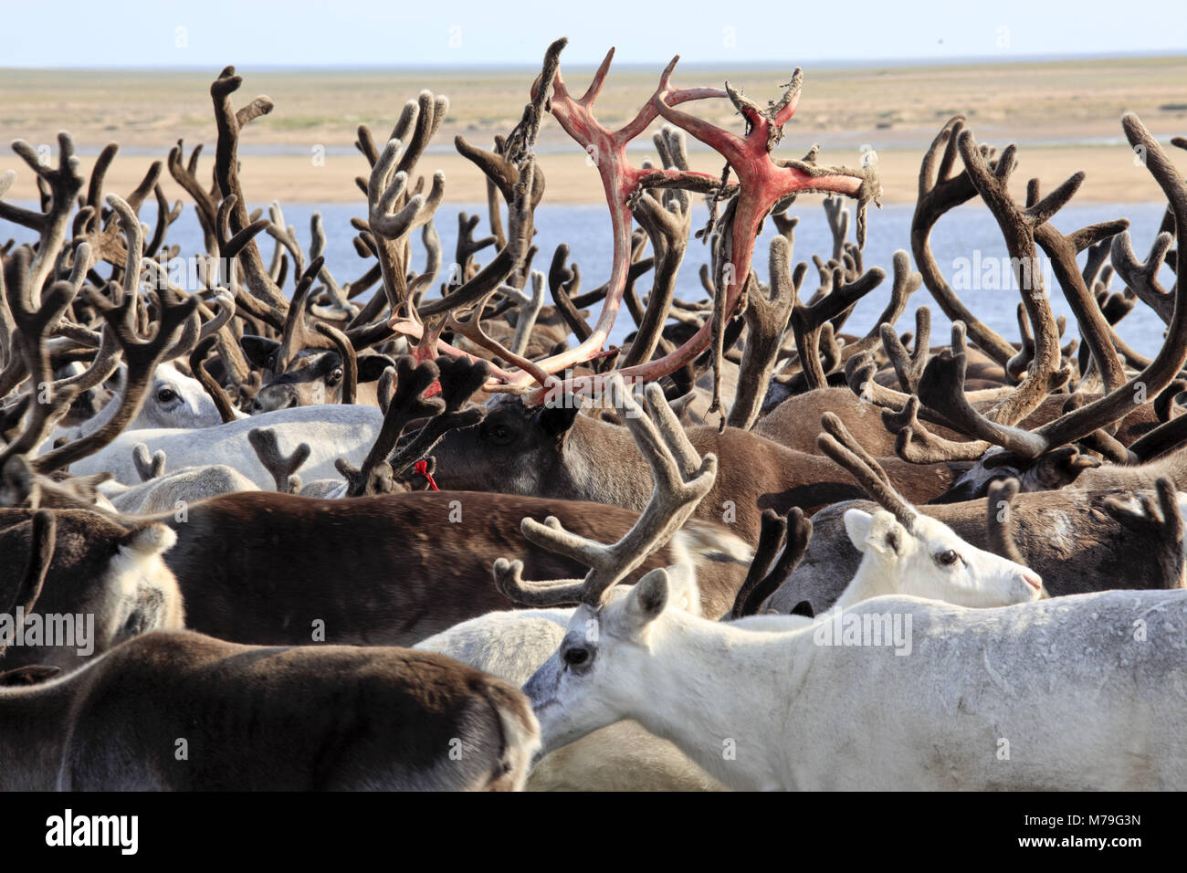 Russia tundra animals hi-res stock photography and images - Alamy