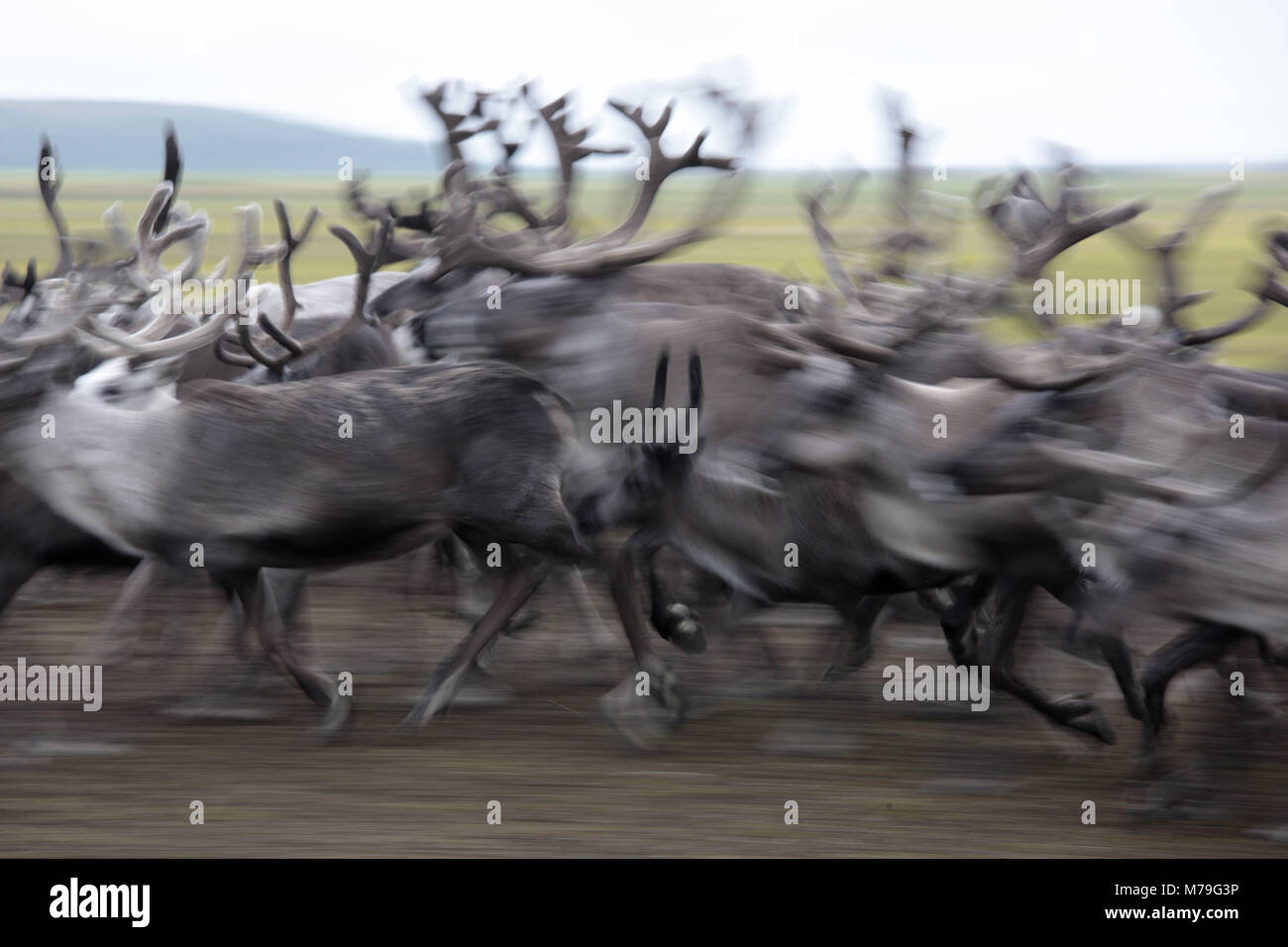 Taimyr Peninsula Reindeer High Resolution Stock Photography and Images ...