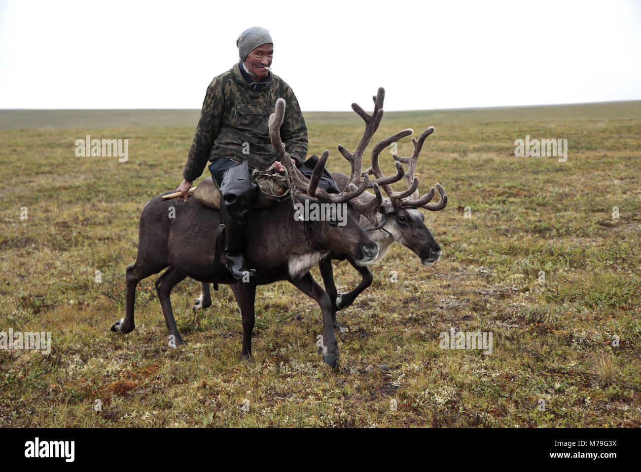 Asia, Russia, Siberia, region of Krasnojarsk, Taimyr peninsula ...